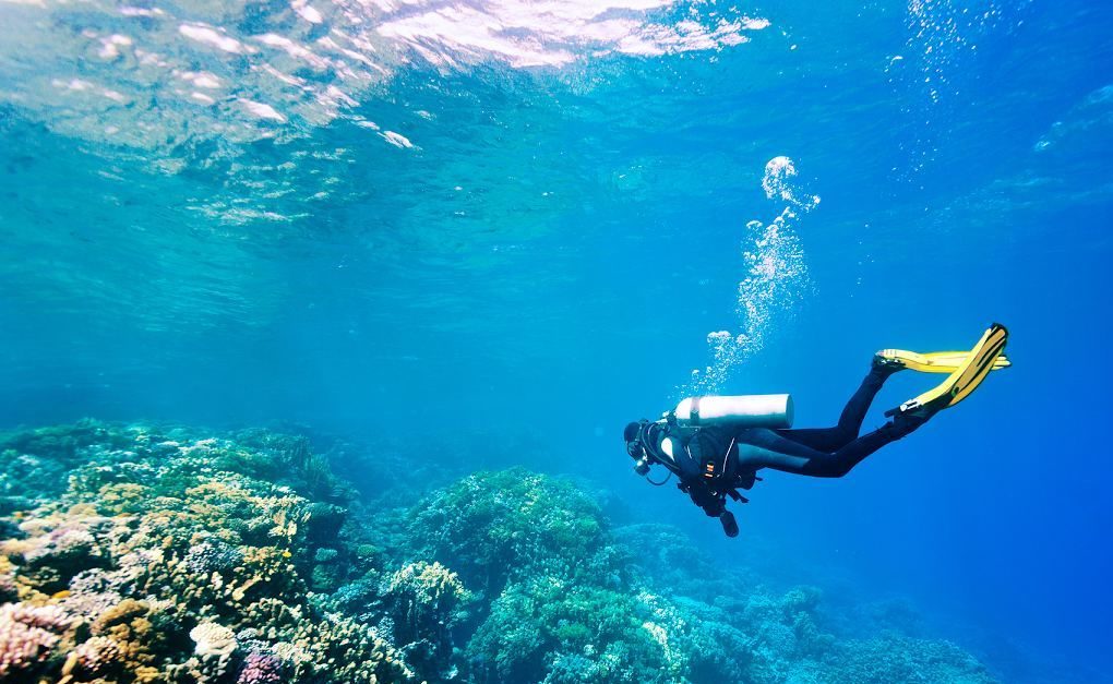 Snorkel, Scuba, Kayak, & Whale Tours | Hilo Ocean Adventures